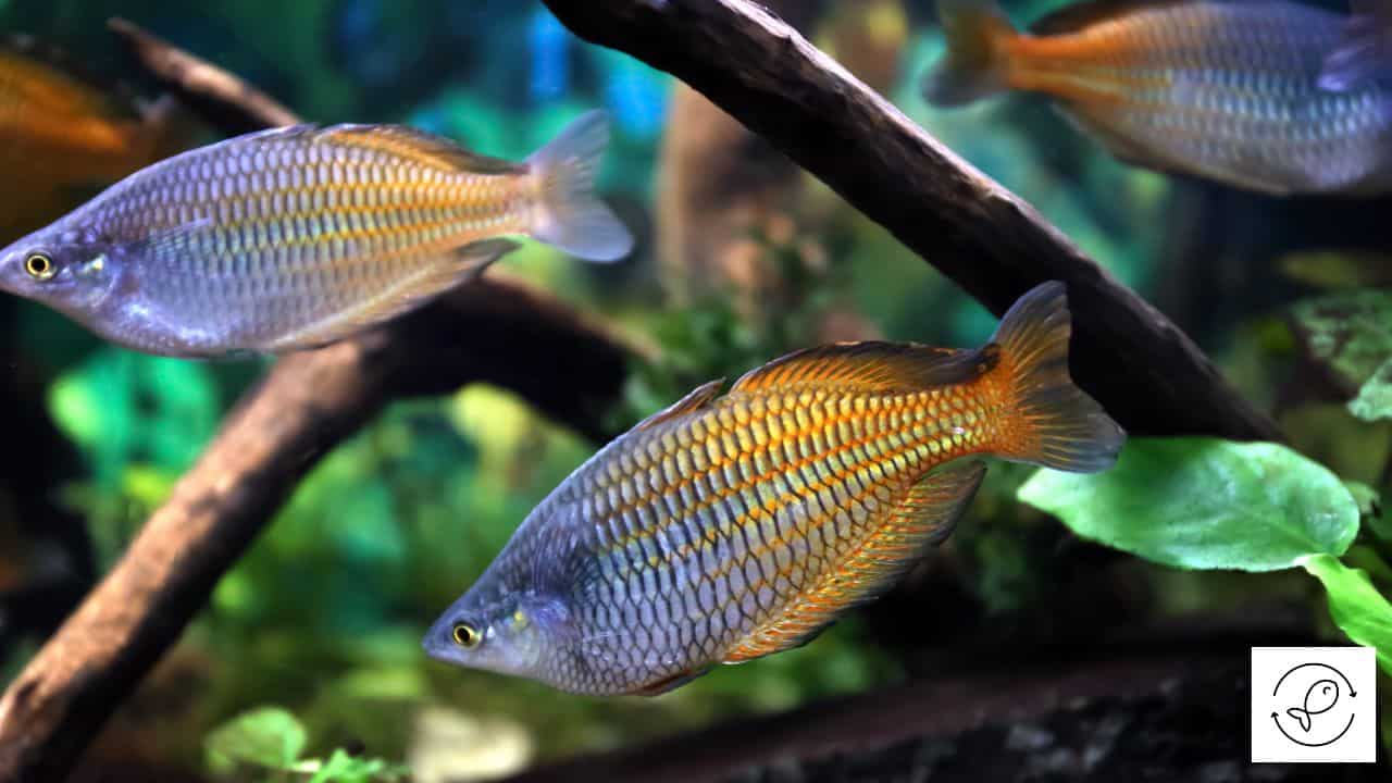 Aquarium Drip Loop - Why Do You Need It?