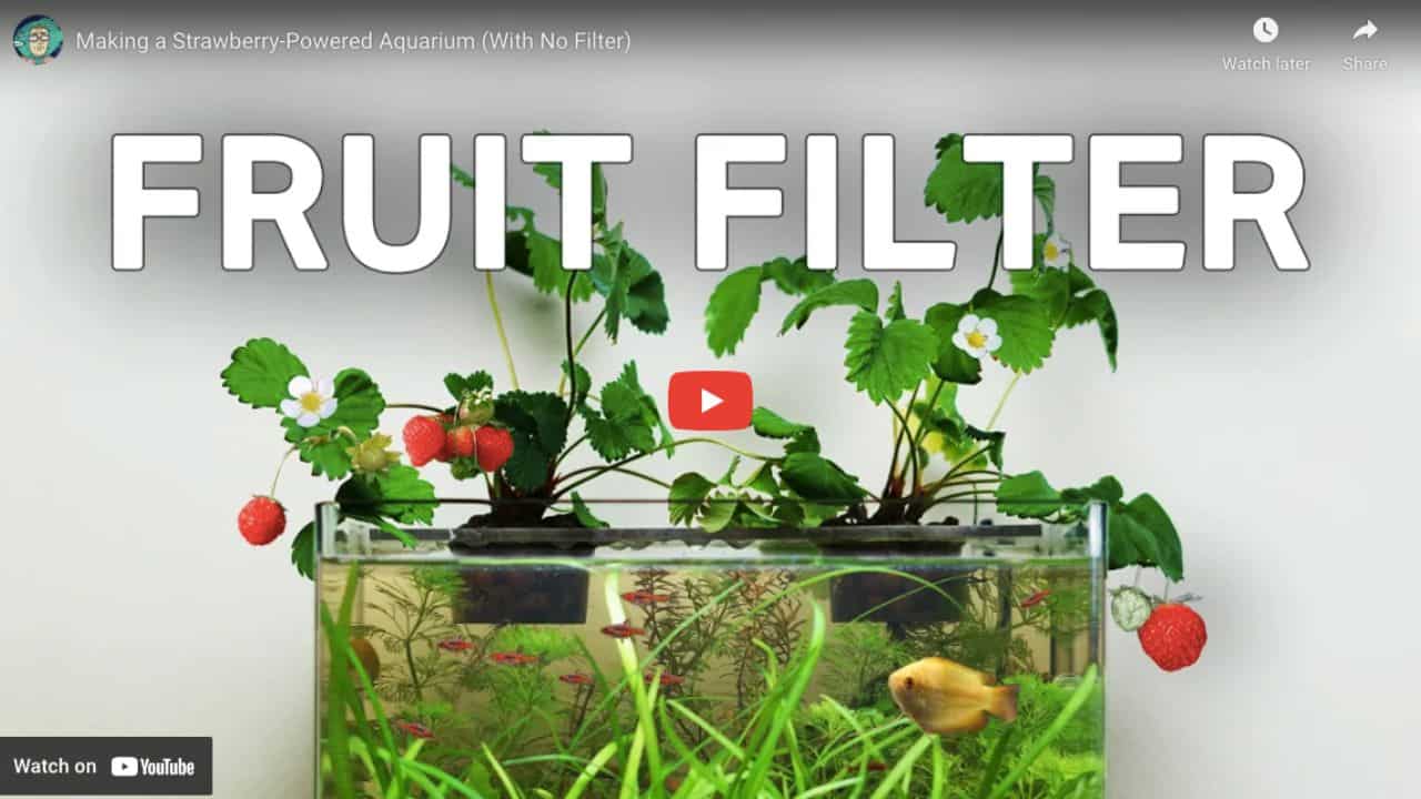 Making a Strawberry-Powered Aquarium (With No Filter)