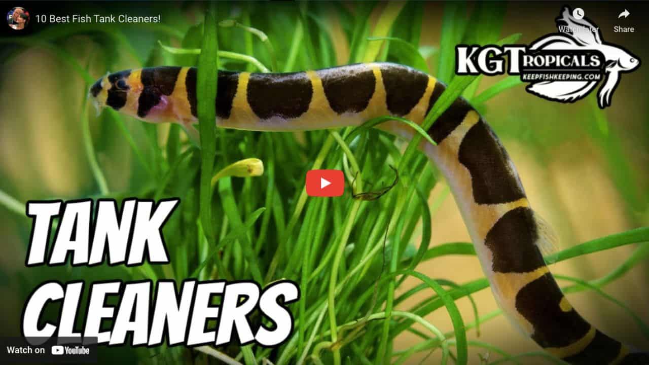 10 Best Fish Tank Cleaners to Have in Your Tank