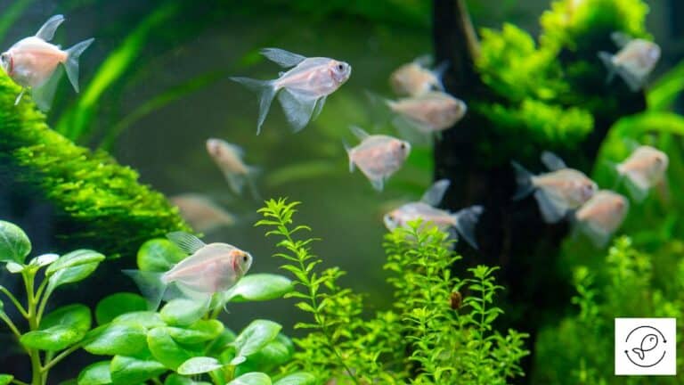 2 Types of Problems Fish Face in Aquariums (And Their Solutions)